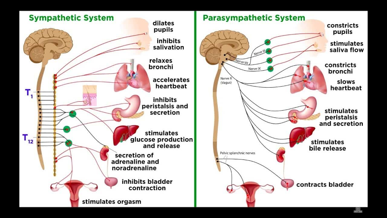 Parasympathetic Nervous System Reset Recovery Recovery Systems Parasympathetic Nervous System Reset Recovery Recovery Systems