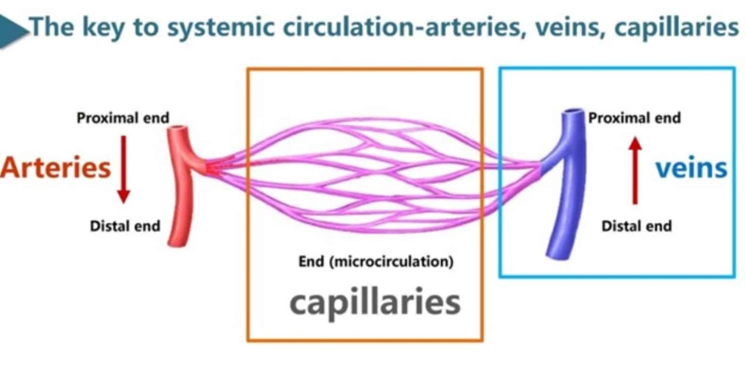 The Complete Guide to Intermittent Compression Devices for 2023 ...