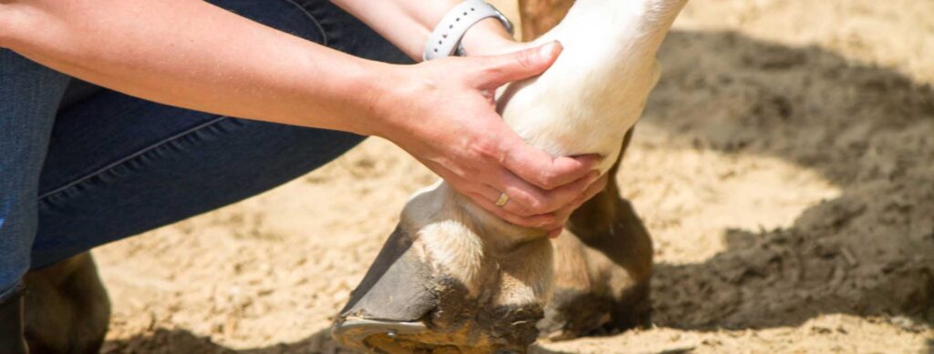 Equine Swollen Limbs – Types, Causes and Treatment | Recovery Systems